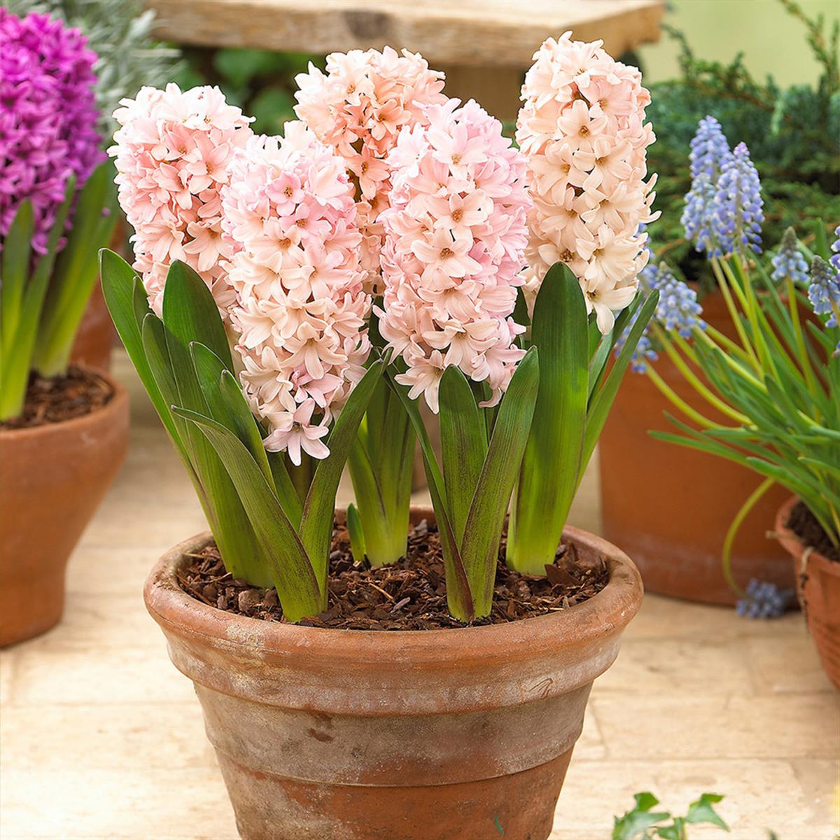Apricot Passion Hyacinths in Pakistan for Rs. 999.00 | frescoseeds