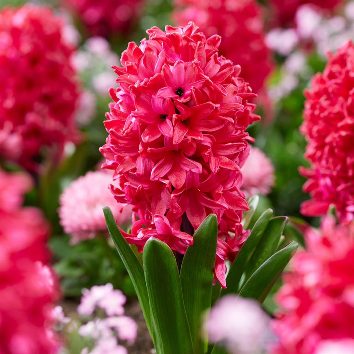Red Glory Hyacinths in Pakistan for Rs. 999.00 | frescoseeds