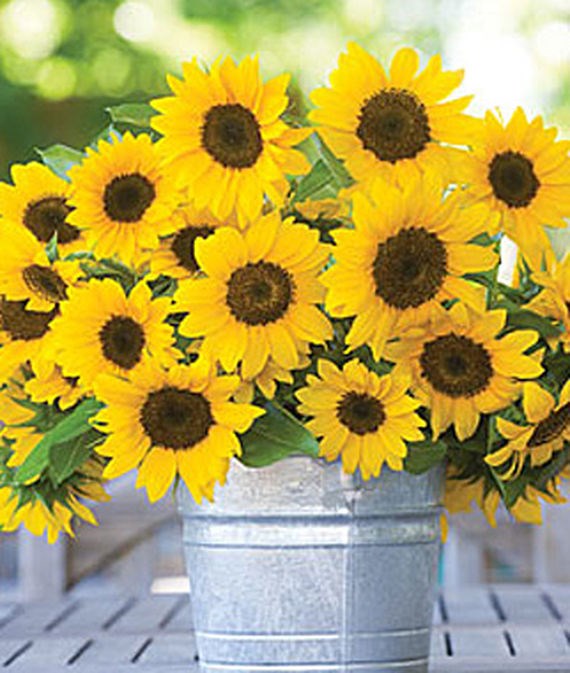 Sunflower Sunny Bunch Seeds in Pakistan | frescoseeds